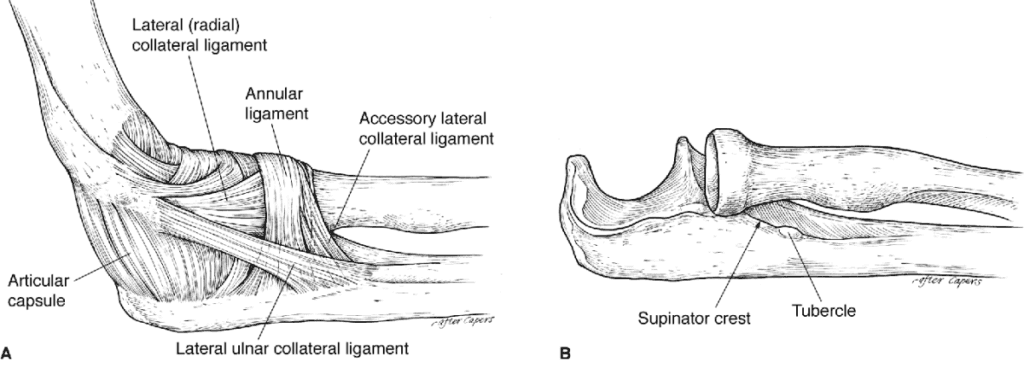Ortho Globe | Lateral Collateral Ligament Reconstruction of the Elbow